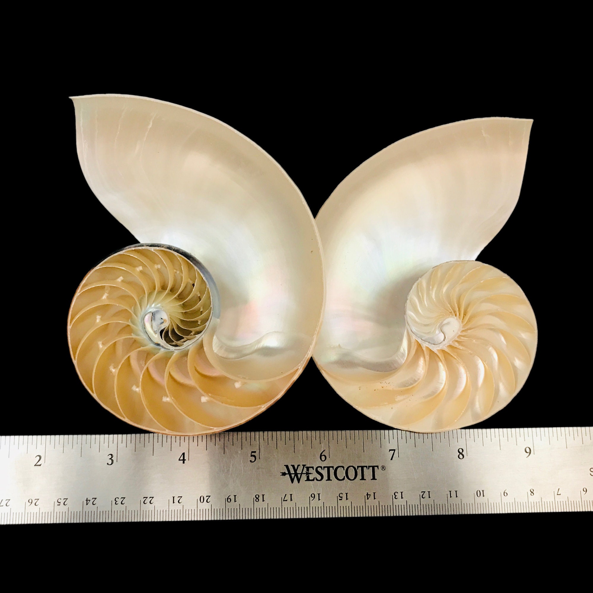 Split Chambered Nautilus Sea Shell Rare Natural Display - Etsy