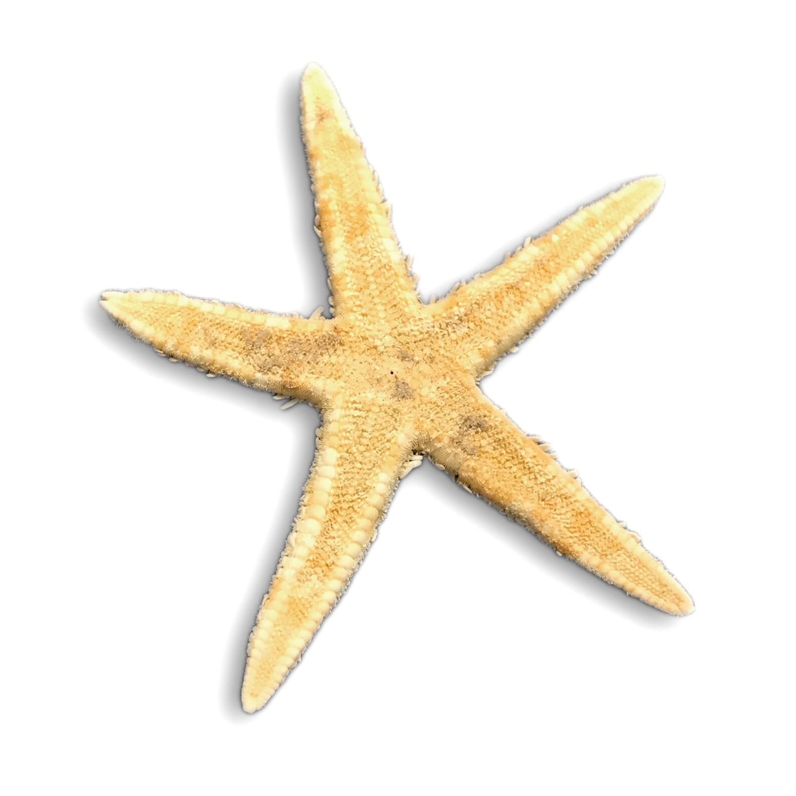 Asteroidea Starfish Sea Shell Natural Star Fish Display Specimen Marine ...