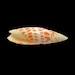 Orange & White Sea Shell Episcopal Miter Mitra Mitra Display Specimen ...