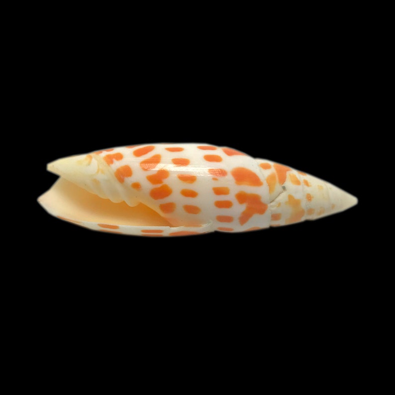 Orange & White Sea Shell Episcopal Miter Mitra Mitra Display Specimen ...