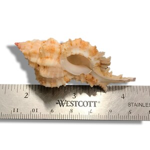Superb Murex Sea Shell Chicomurex Superbus Natural Display Specimen ...