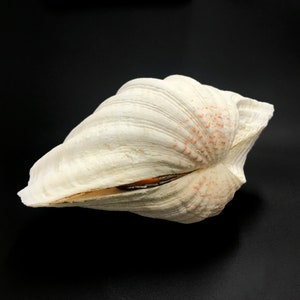 Extra Large Giant Clam Shell MATCHING PAIR Very Very Rare Unique Real ...