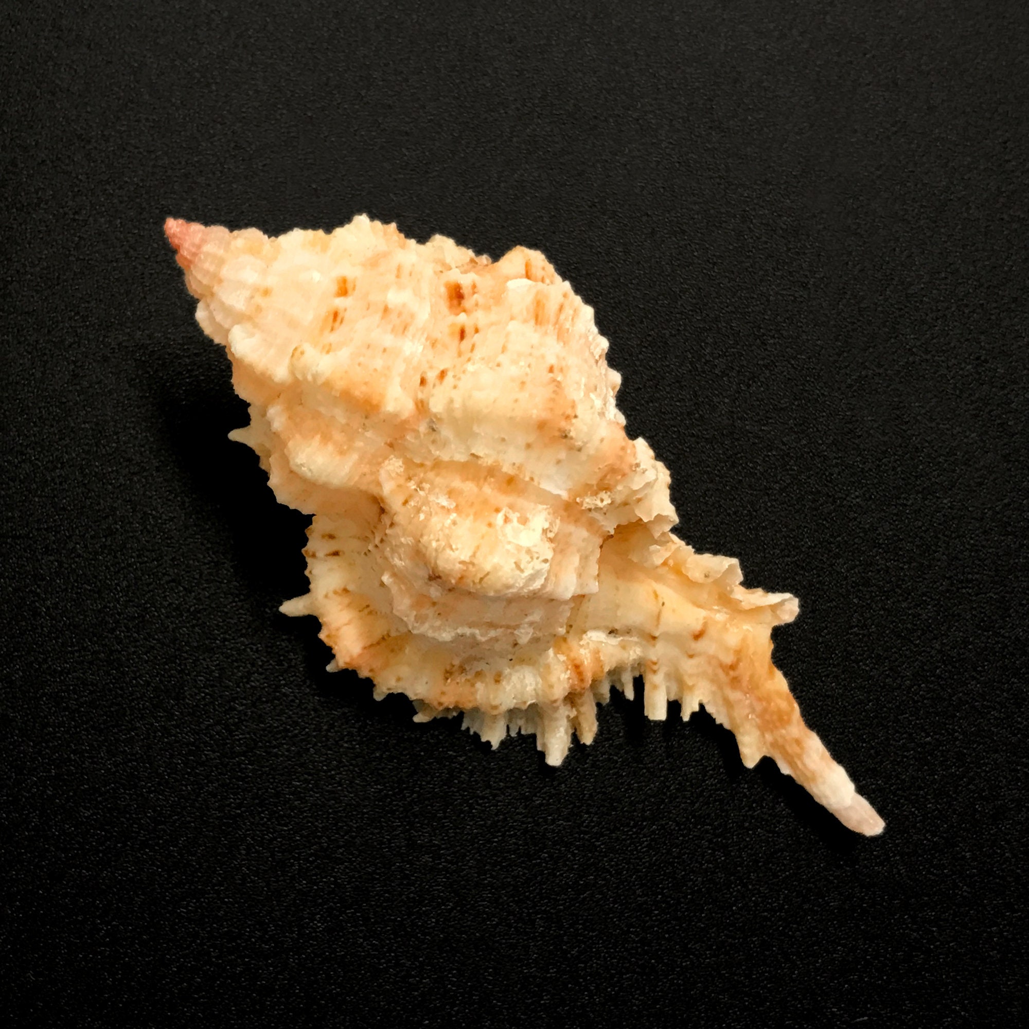 The Superb Murex Sea Shell Chicomurex Superbus Natural Display - Etsy