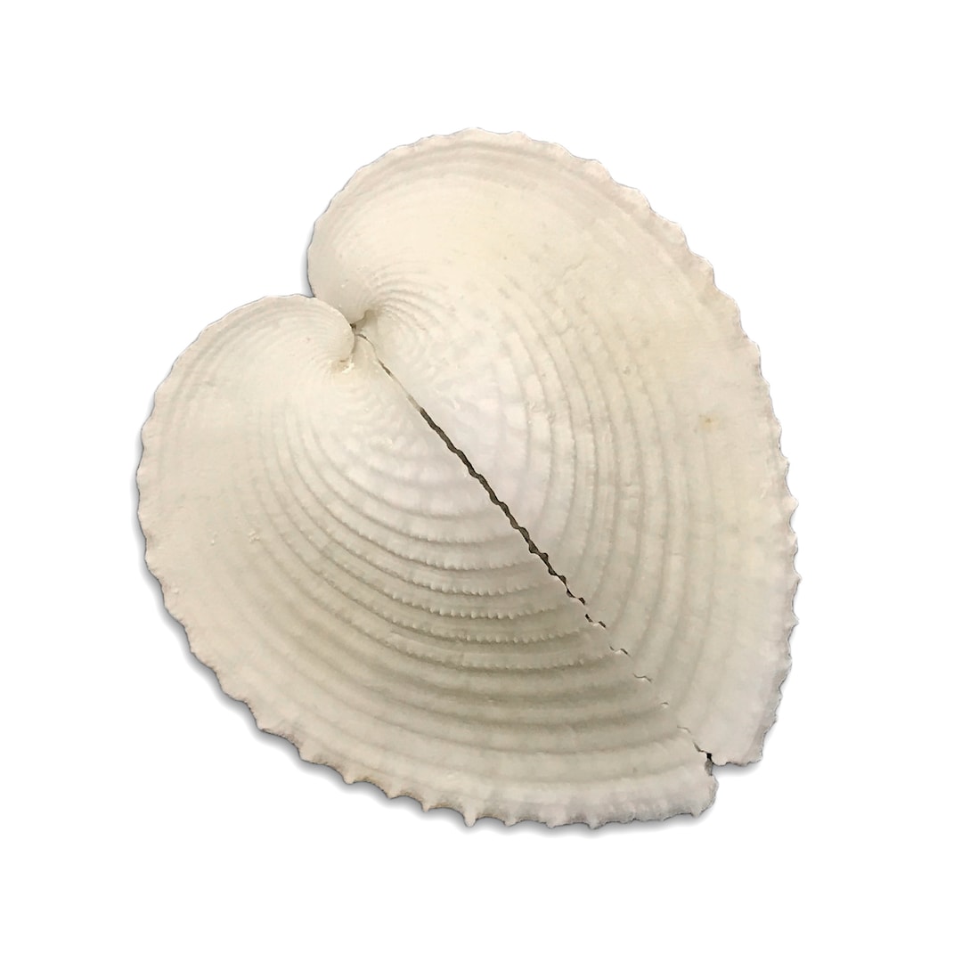White Heart Cockle Sea Shell Corculum Cardissa Unique Natural Display ...