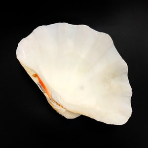 Extra Large Giant Clam Shell Half Very Rare Unique Real Sea Shell ...