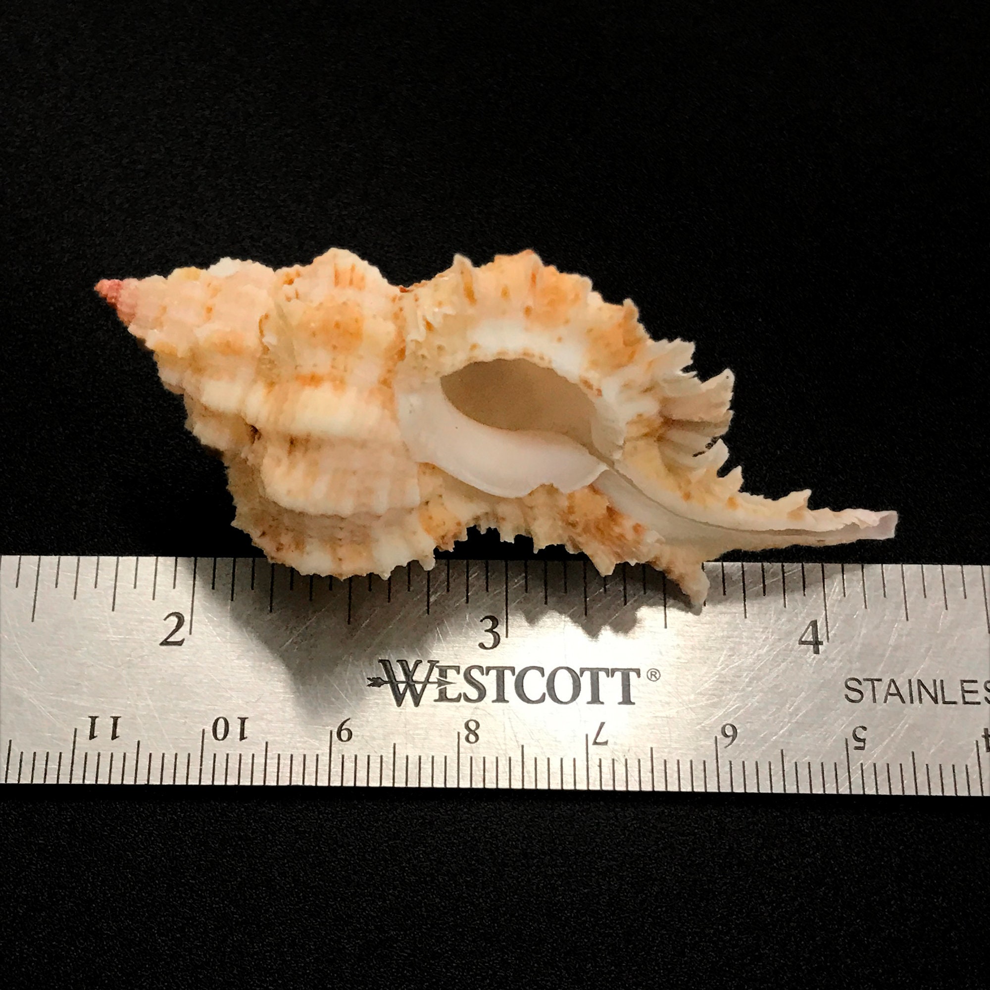 The Superb Murex Sea Shell Chicomurex Superbus Natural Display - Etsy