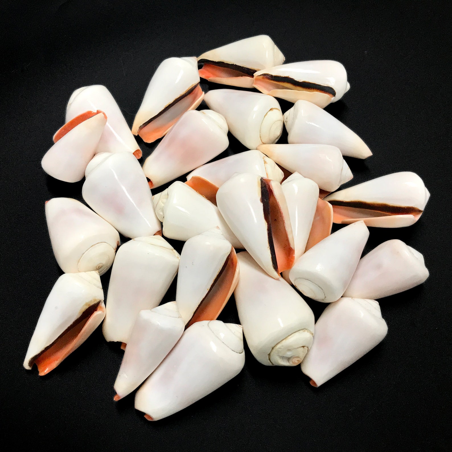 Polished Strawberry Conch Sea Shell Conomurex Luhuanus Natural - Etsy