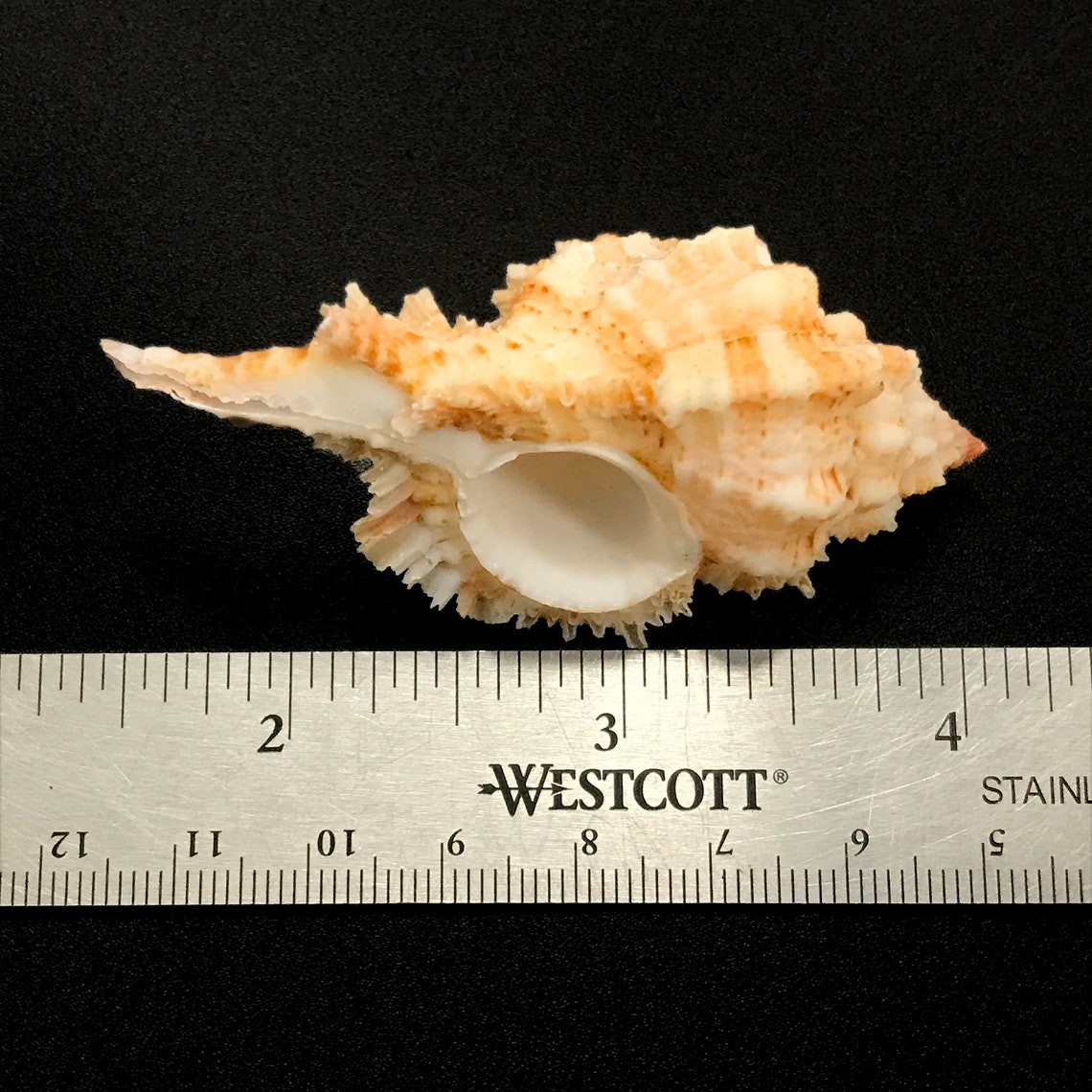 The Superb Murex Sea Shell Chicomurex Superbus Natural Display - Etsy