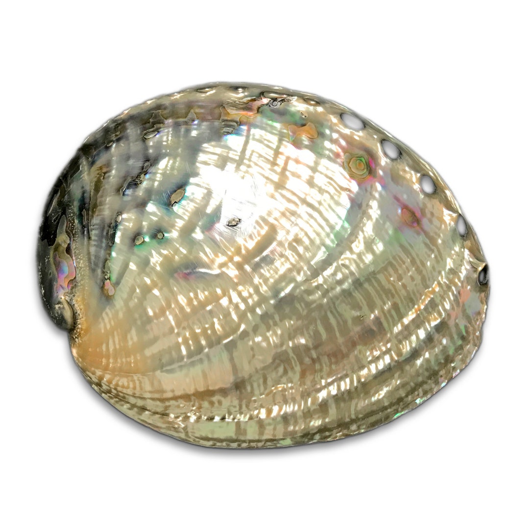 Abalone Sea Shell Natural Polished Nacre Shell Decorative Mother of ...