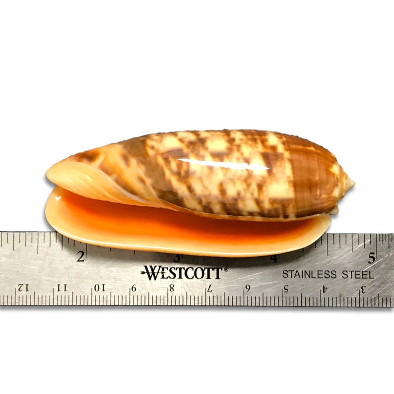 Olive Sea Shell Pacifica Oliva Miniacea Natural Display Specimen Marine ...