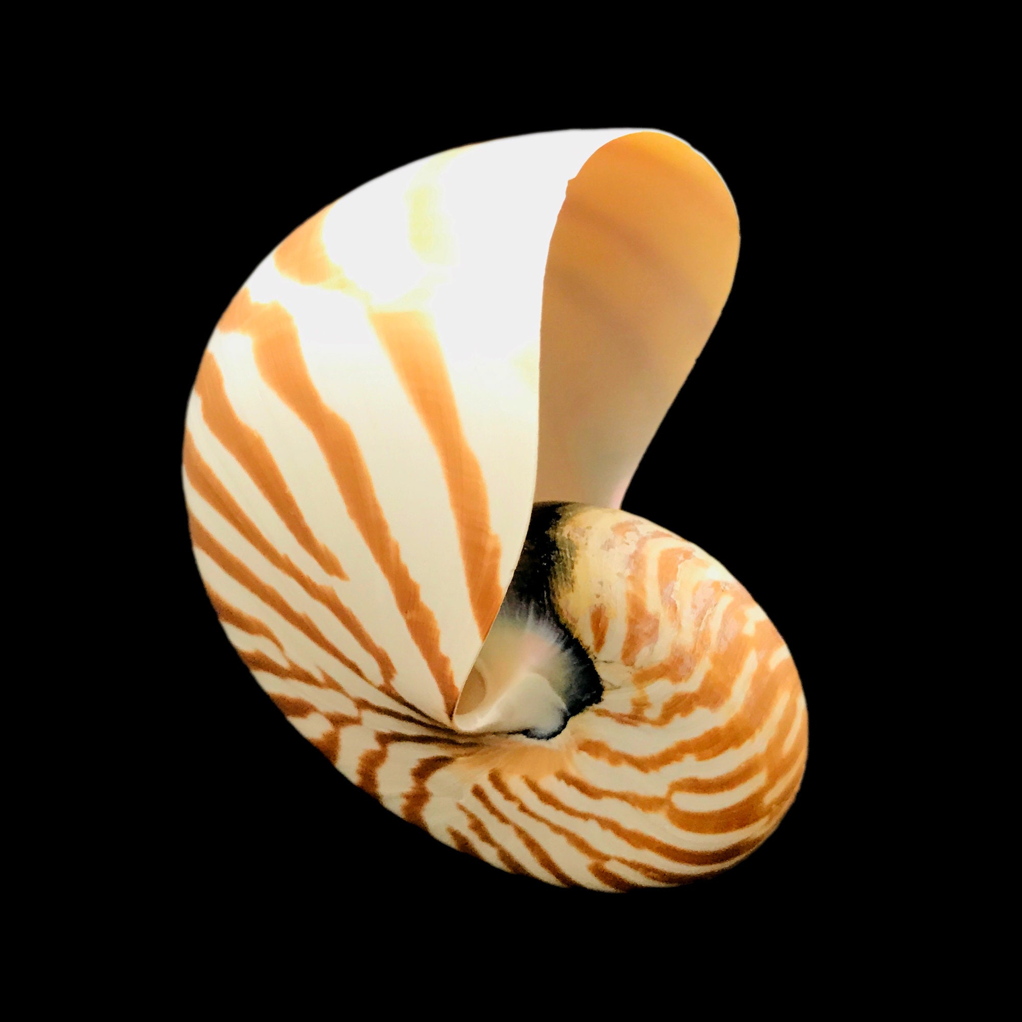 Large Chambered Nautilus Sea Shell Rare Natural Display | Etsy