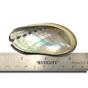 Abalone Sea Shell Haliotis Asinina Natural Display Specimen Marine ...