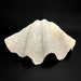 Extra Large Giant Clam Shell Half Very Rare Unique Real Sea - Etsy