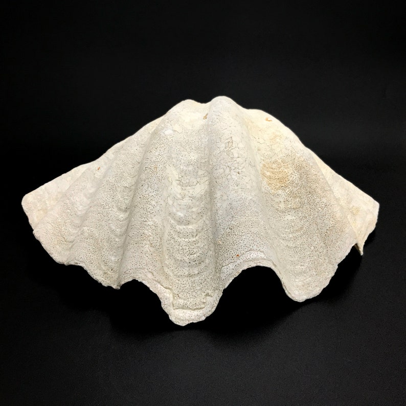 Extra Large Giant Clam Shell Half Very Rare Unique Real Sea - Etsy