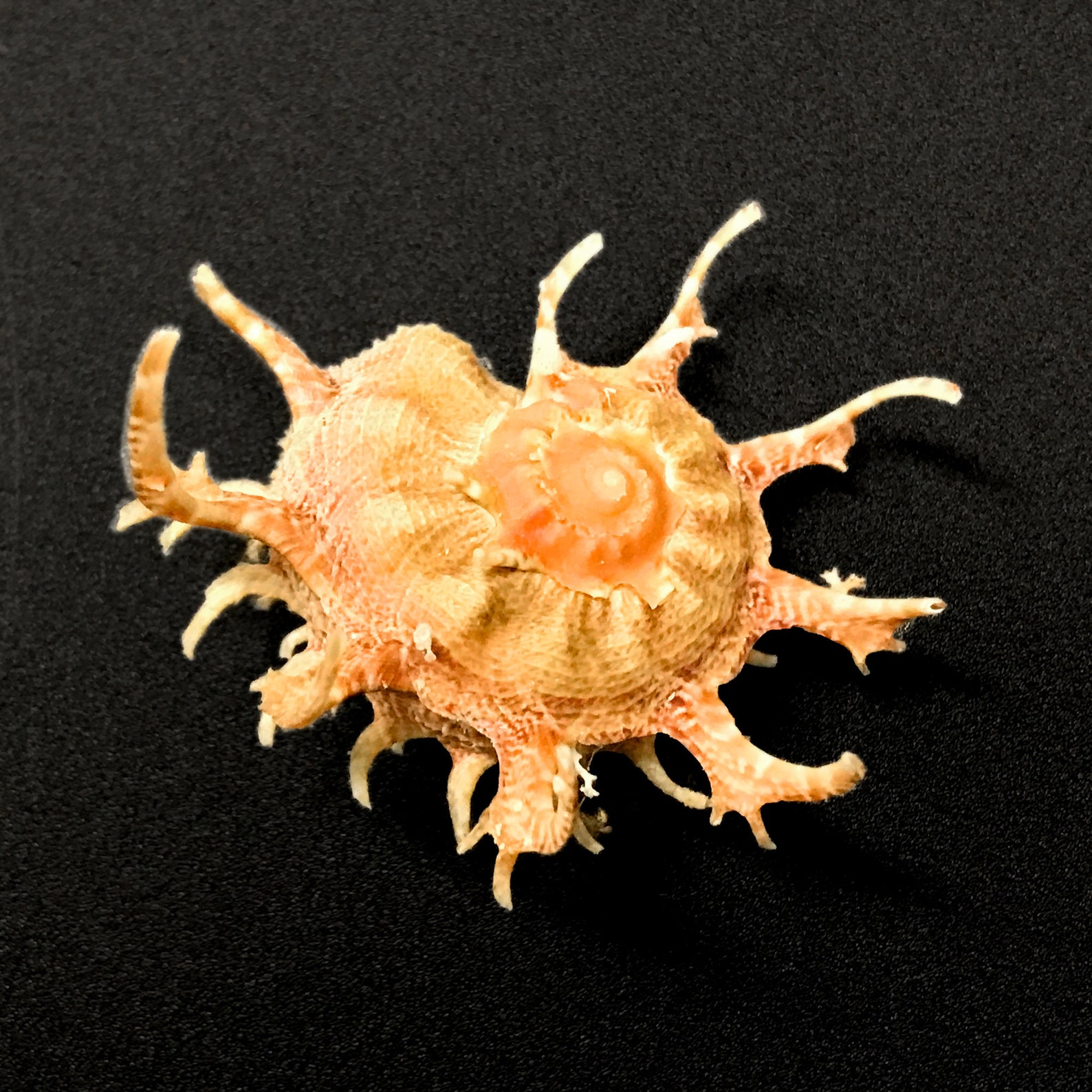 Kiener's Delphinula Sea Shell Angaria Sphaerula Natural - Etsy