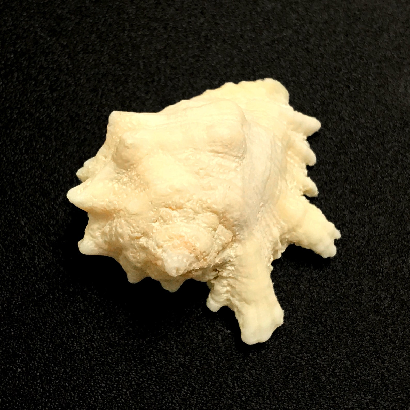 Finger Drupe Sea Shell Drupina Grossularia Natural Display - Etsy