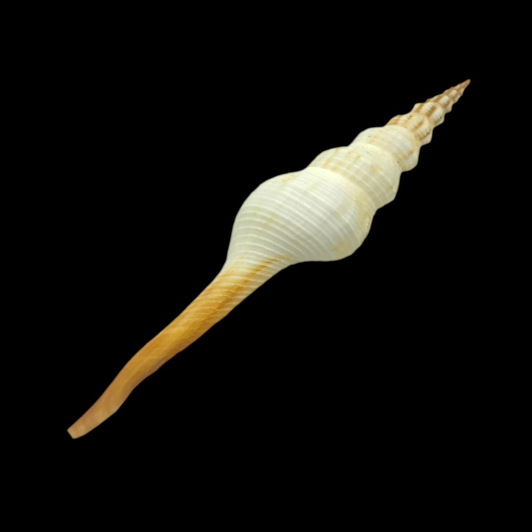 Distaff Spindle Sea Shell Fusinus Colus Natural Display Specimen Marine ...