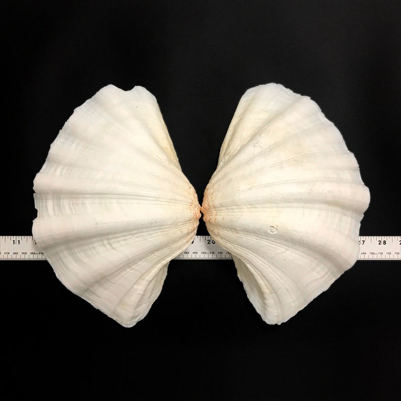 Extra Large Giant Clam Shell MATCHING PAIR Very Very Rare - Etsy