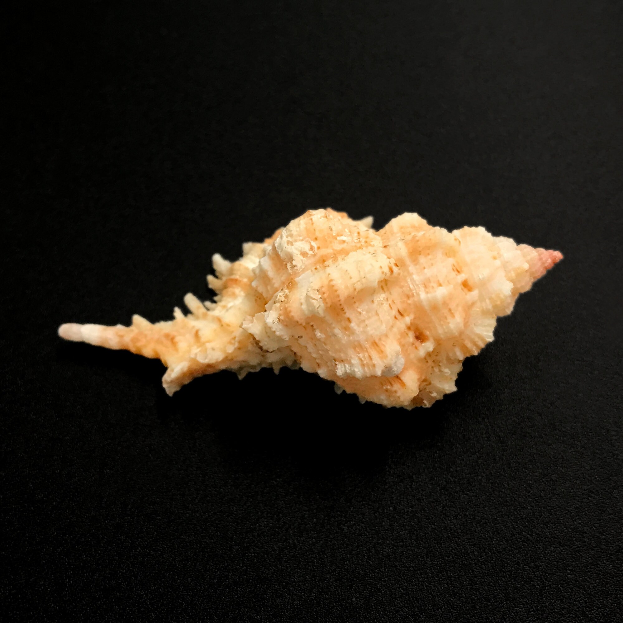 The Superb Murex Sea Shell Chicomurex Superbus Natural Display Specimen ...