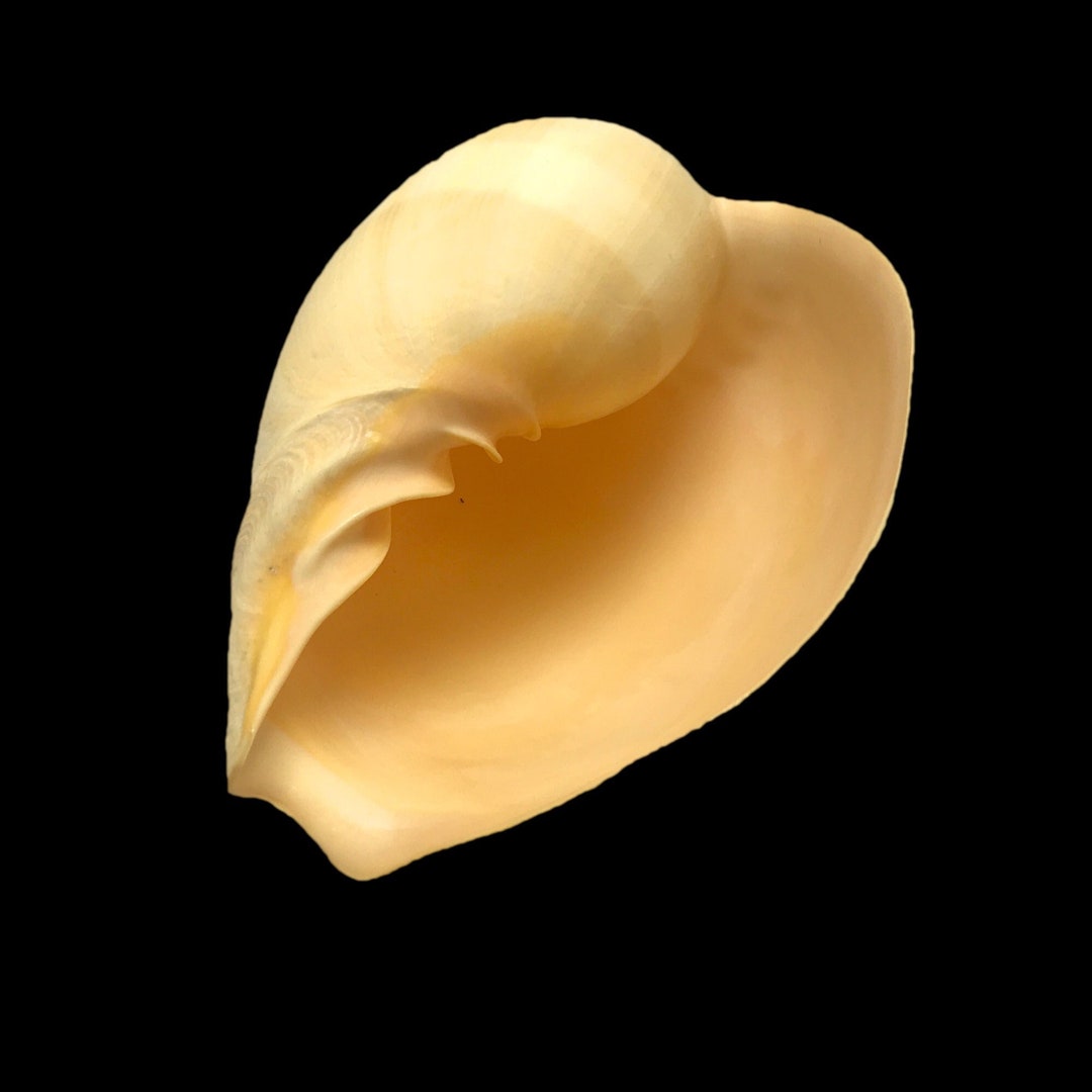 Large Crowned Volute Sea Shell Melo Broderipii Natural Display Specimen ...