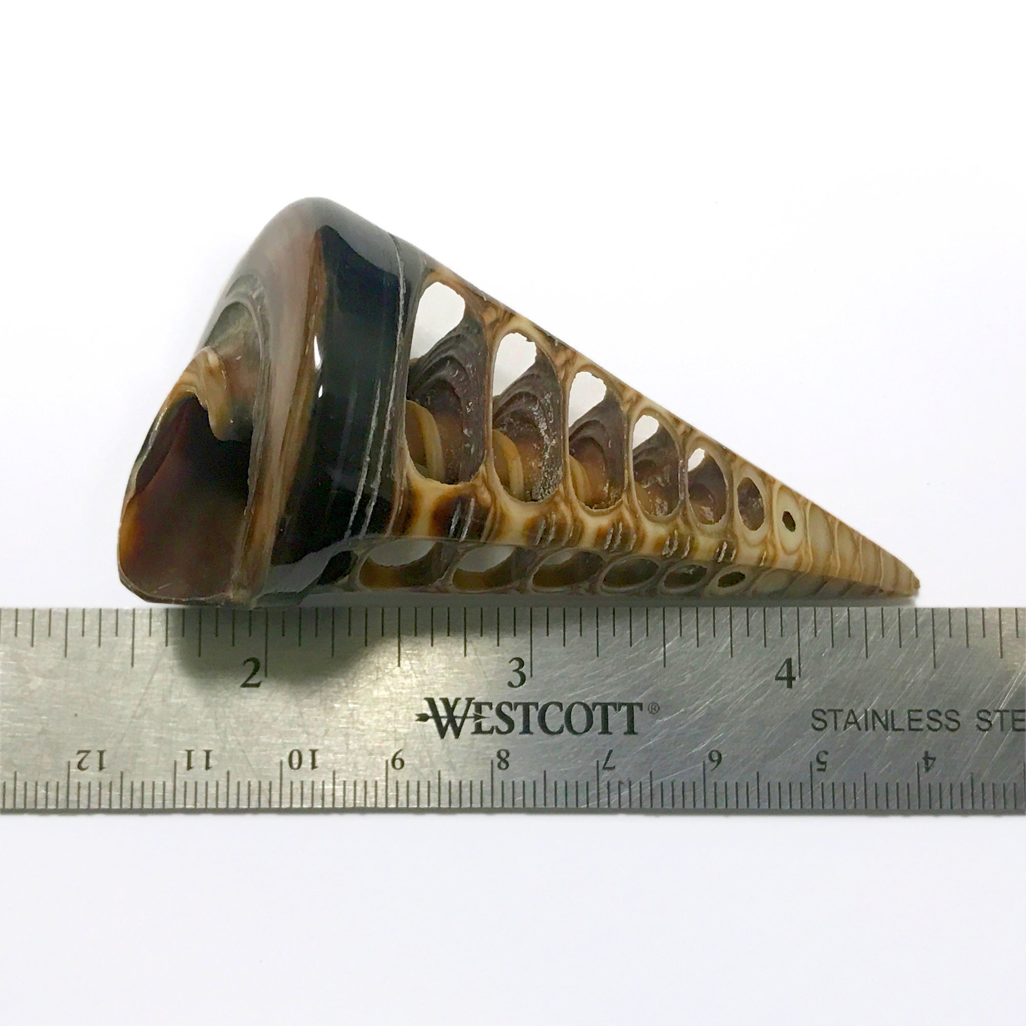 4 Way Cut Telescope Snail Sea Shell Telescopium Telescopium - Etsy