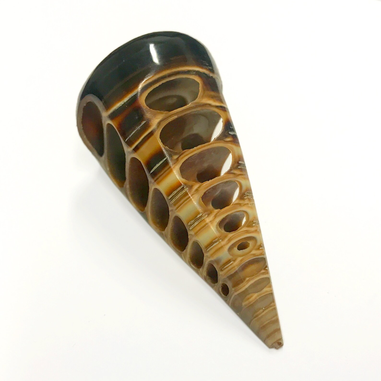 4 Way Cut Telescope Snail Sea Shell Telescopium Telescopium - Etsy