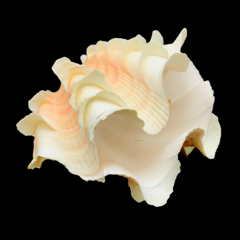 Tridacna Clam Shell Large Fancy Unique Sea Shell Decorative - Etsy