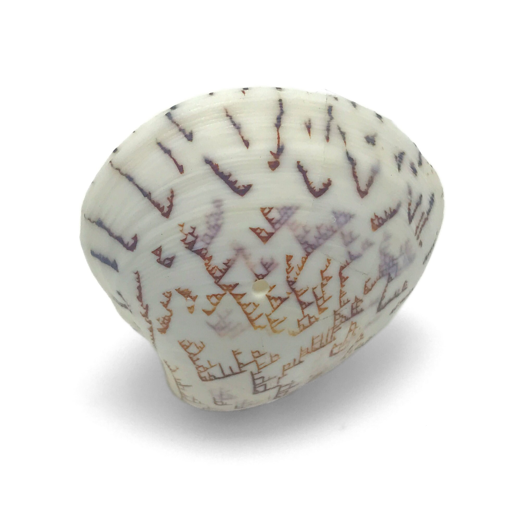 Zigzag Venus Clam Shell MATCHING PAIR Lioconcha Castrensis - Etsy