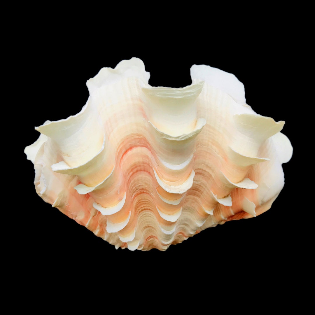 Tridacna Clam Shell Large Fancy Unique Sea Shell Decorative Display ...
