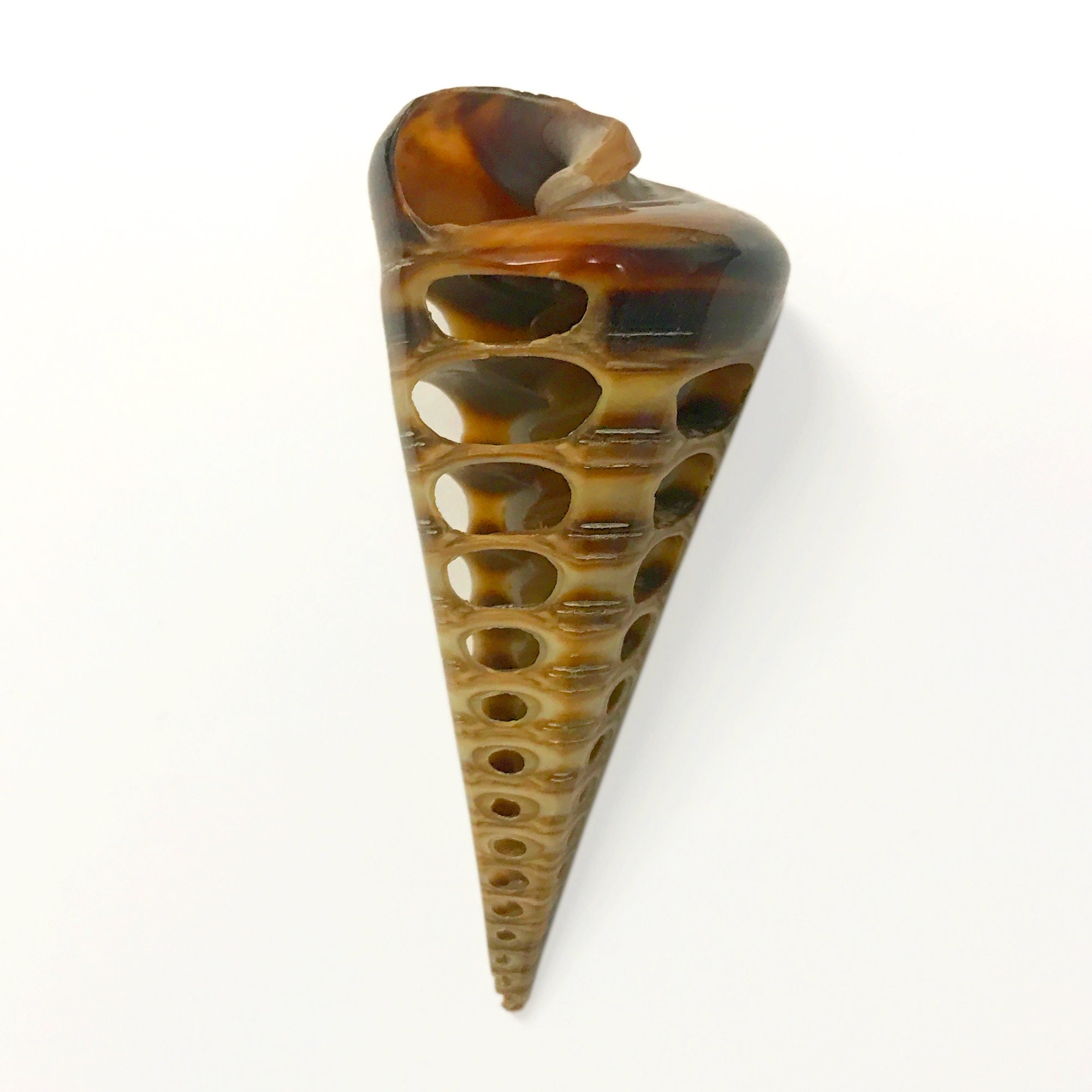 4 Way Cut Telescope Snail Sea Shell Telescopium Telescopium - Etsy