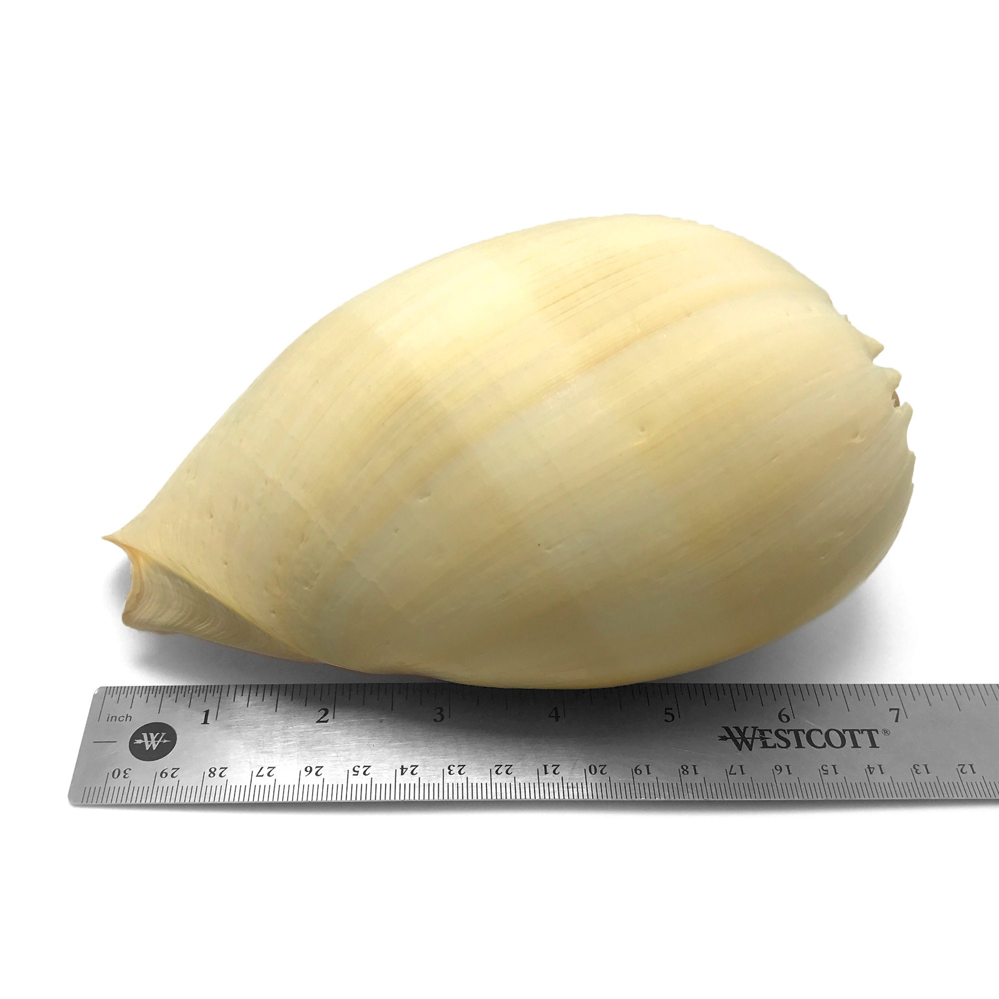 Orange Crowned Volute Sea Shell Melo Broderipii Natural Display ...