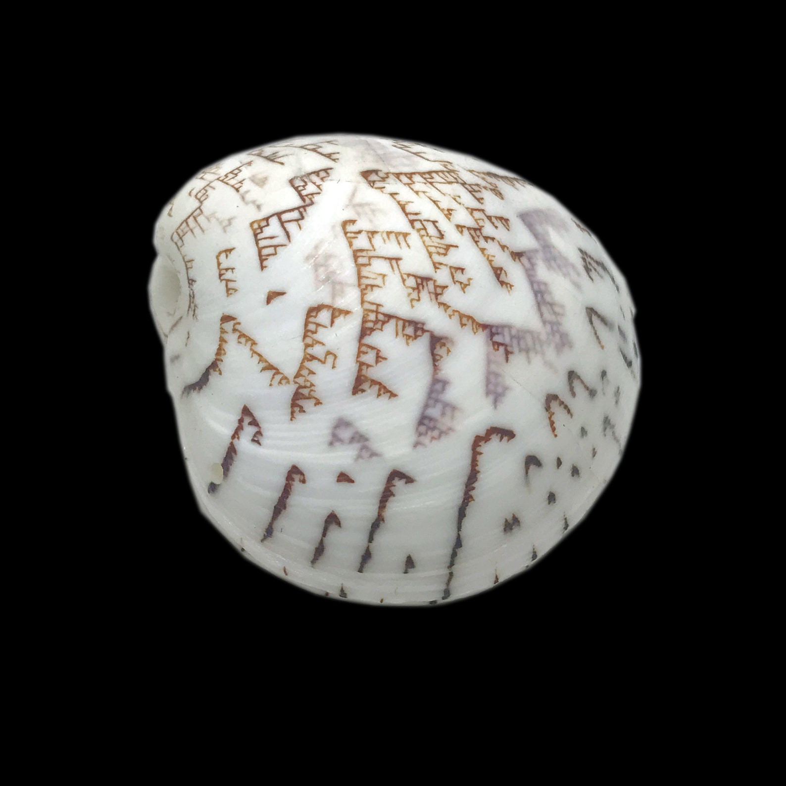 Venus Clam Shell MATCHING PAIR Zigzag Pattern Lioconcha Castrensis ...