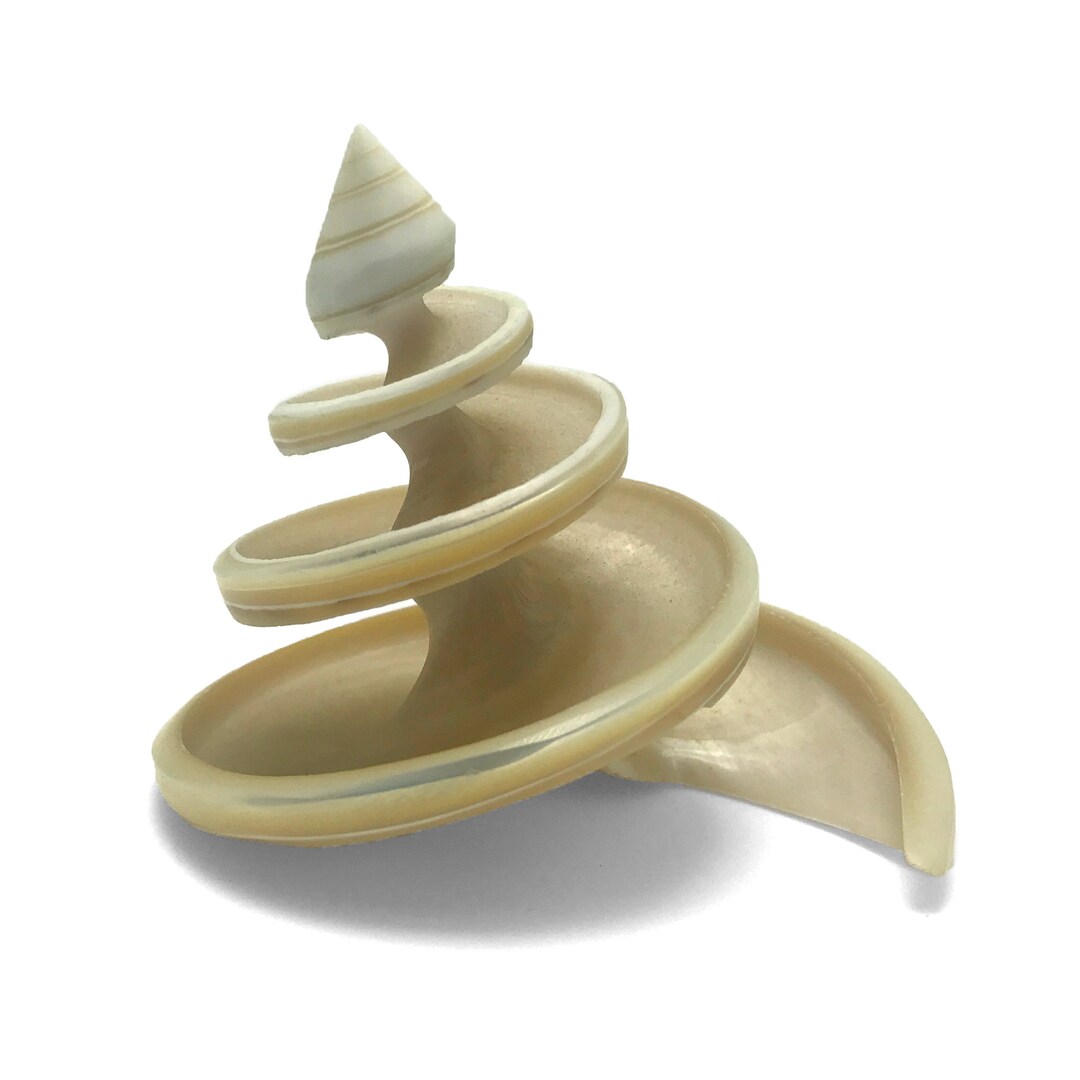 Spiral Cut Pearly Top Sea Shell Trochus Niloticus Natural Display ...