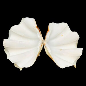 Tridacna Clam Shell Large Fancy Unique Sea Shell Decorative Display ...