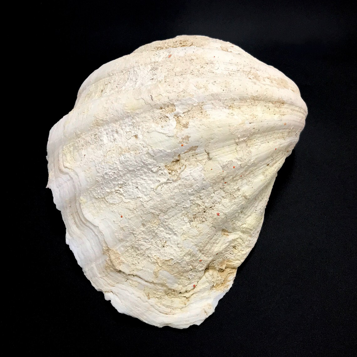 Extra Large Giant Clam Shell Half Very Rare Unique Real Sea Shell ...