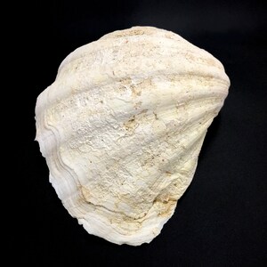 Extra Large Giant Clam Shell Half Very Rare Unique Real Sea Shell ...