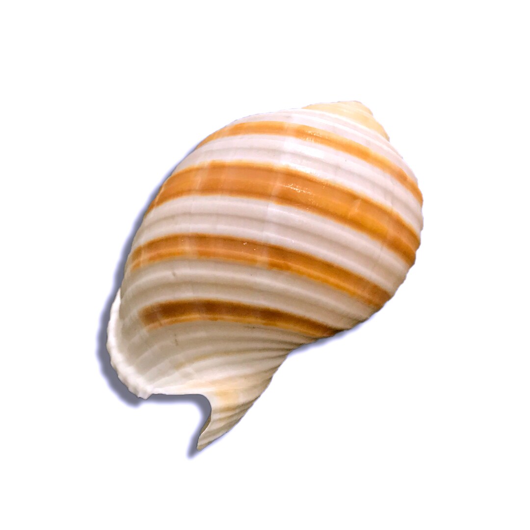 Tonna Sulcosa Banded Tun Sea Shell Natural Display Specimen Marine ...