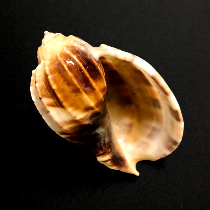 Large Harp Snail Sea Shell Harpa Major Natural Display Specimen Marine ...