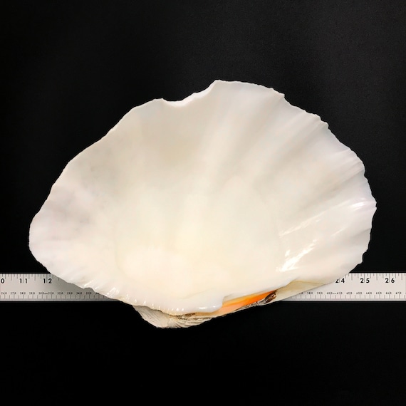 Real Giant Clam Shell