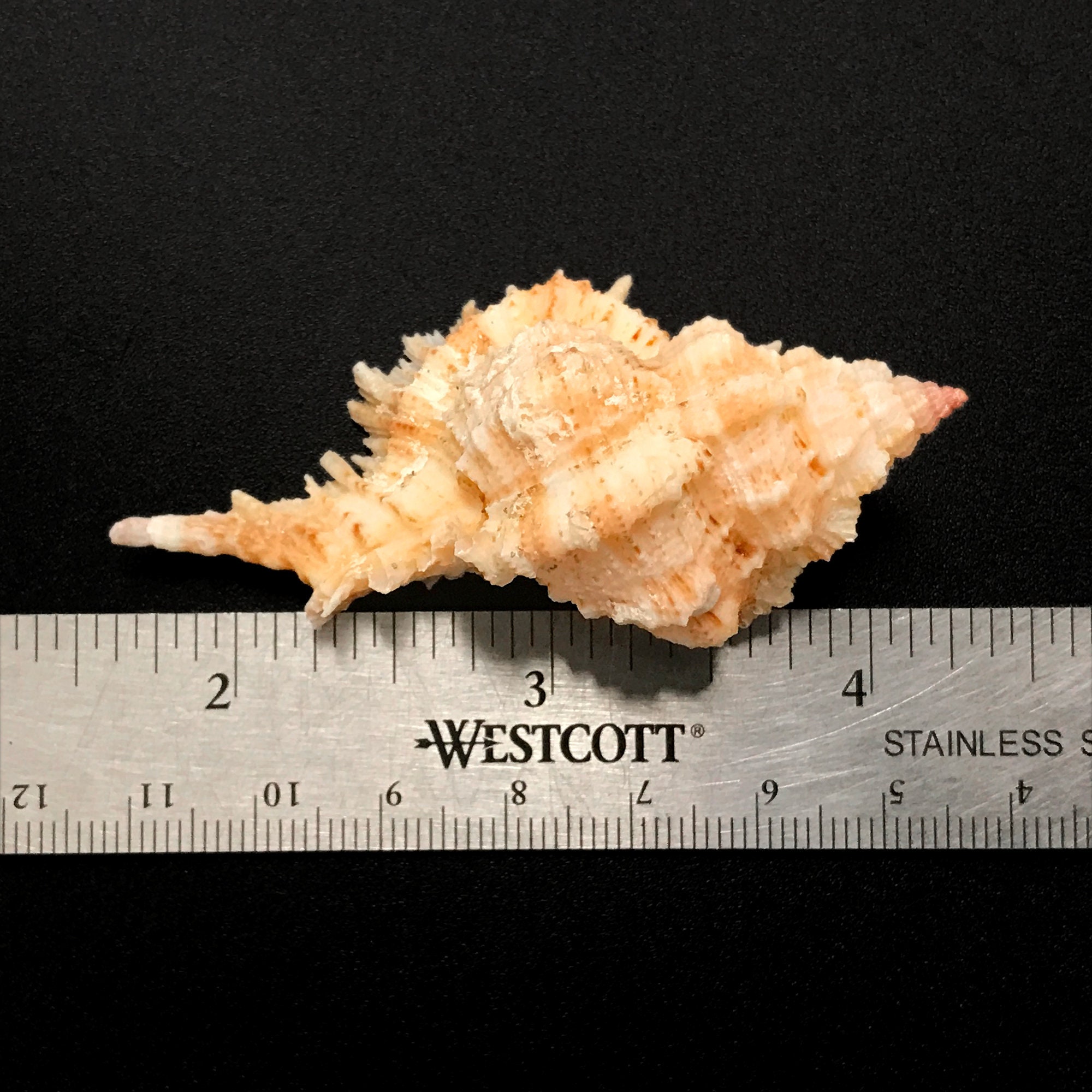 The Superb Murex Sea Shell Chicomurex Superbus Natural Display Specimen ...