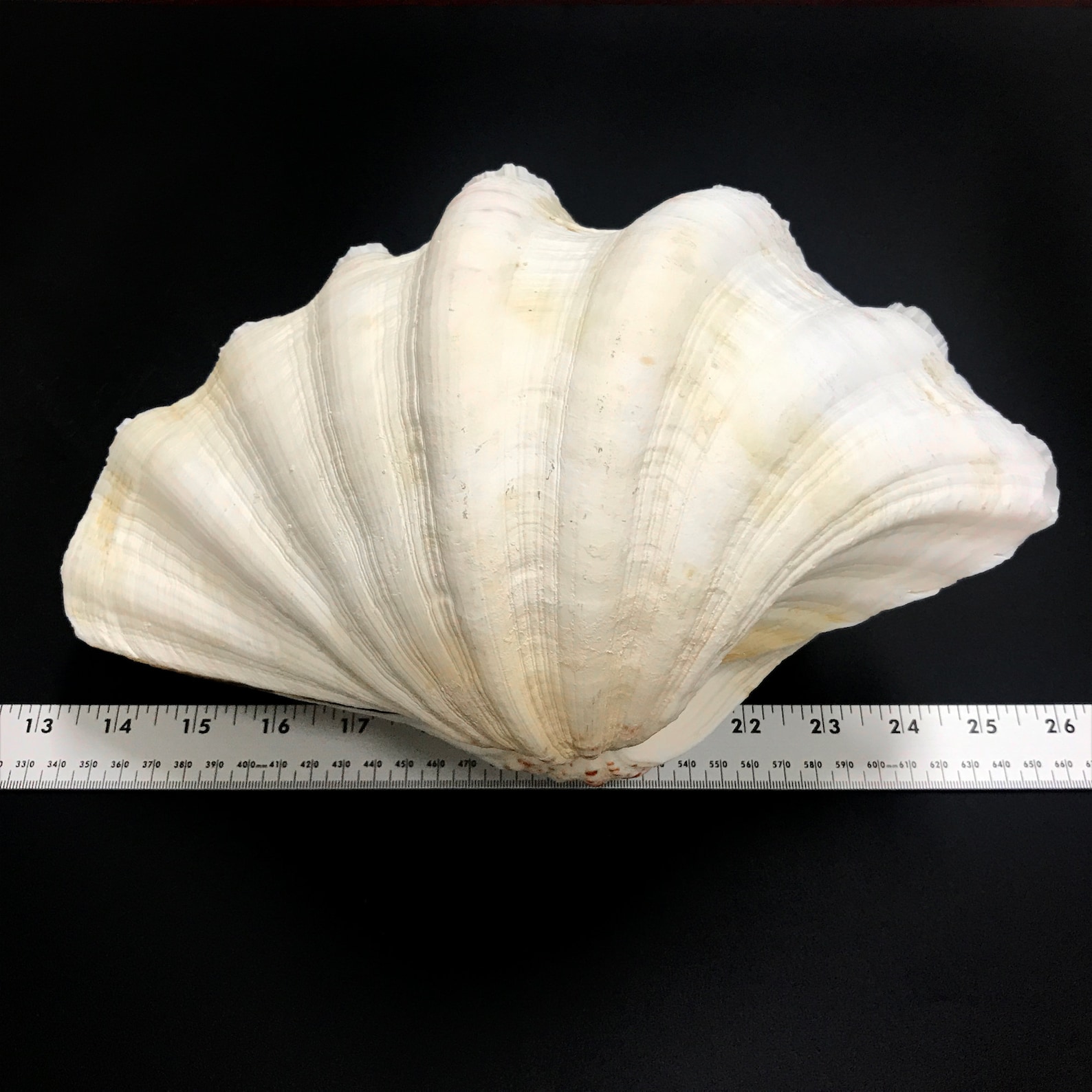 Extra Large Giant Clam Shell MATCHING PAIR Very Very Rare Unique Real ...