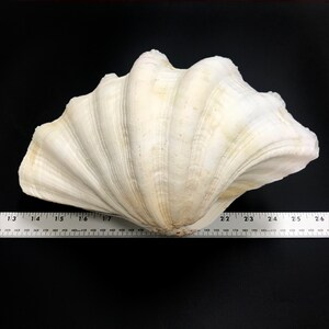 Extra Large Giant Clam Shell MATCHING PAIR Very Very Rare Unique Real ...