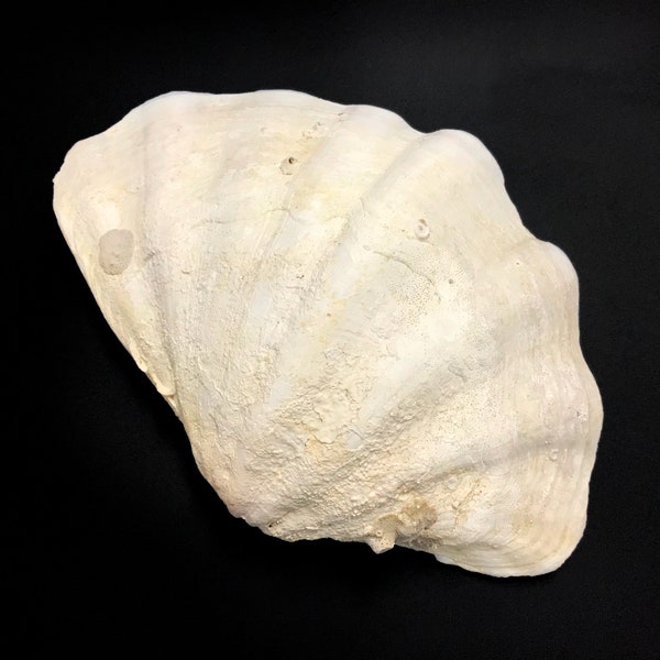 Giant Clam Shell - Etsy