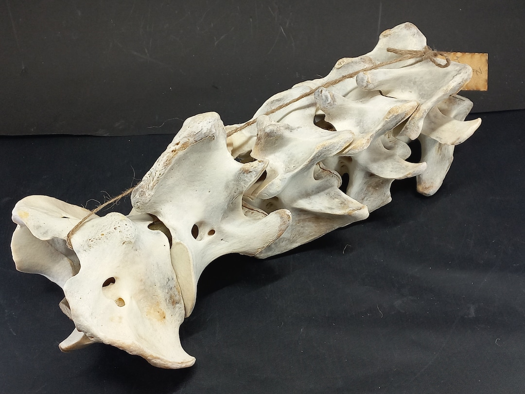Natural Cow Cervical Vertebrae Bones 5 Vertebrae Set Processed Cleaned ...