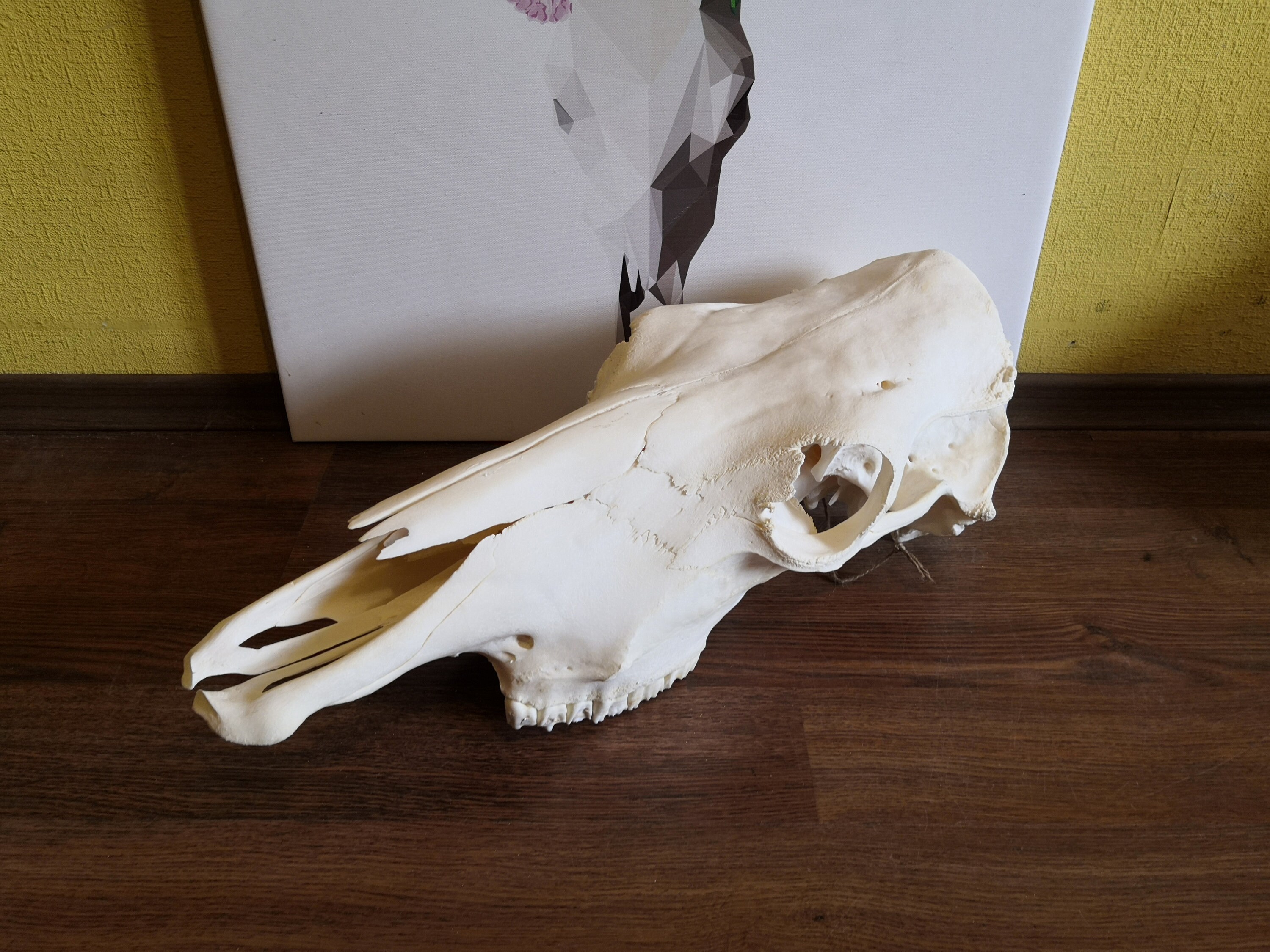 Perfect hornless Cow skull width 24 cm real cow skull without | Etsy