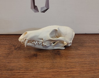Red Fox Skull | Etsy