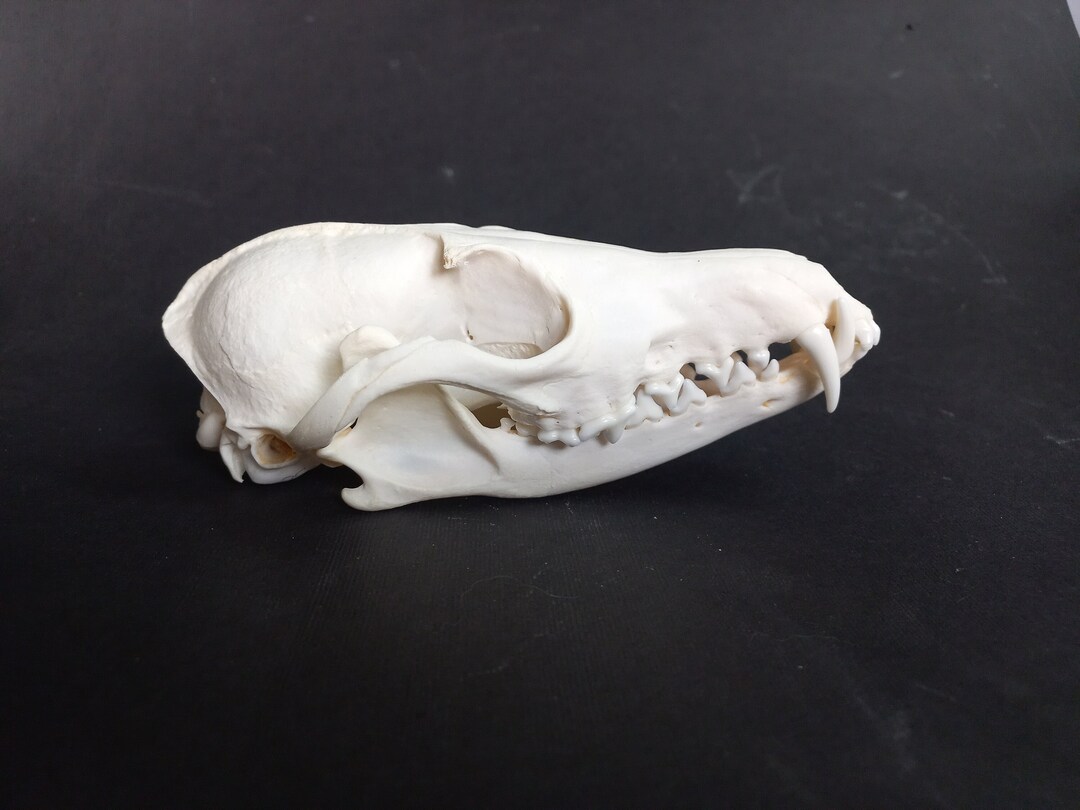 Red Fox Real Natural Skull. F4.0823 Fox Skull With Jaw - Etsy