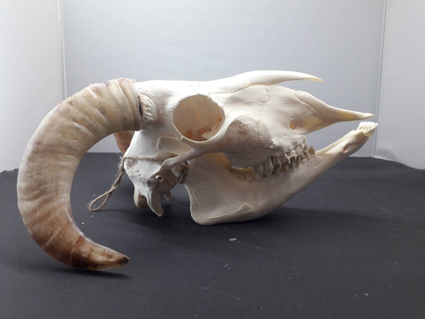 Ram Skull Front
