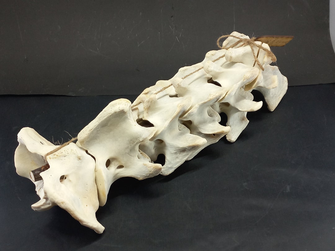 Natural Cow Cervical Vertebrae Bones 6 Vertebrae Set Processed Cleaned ...