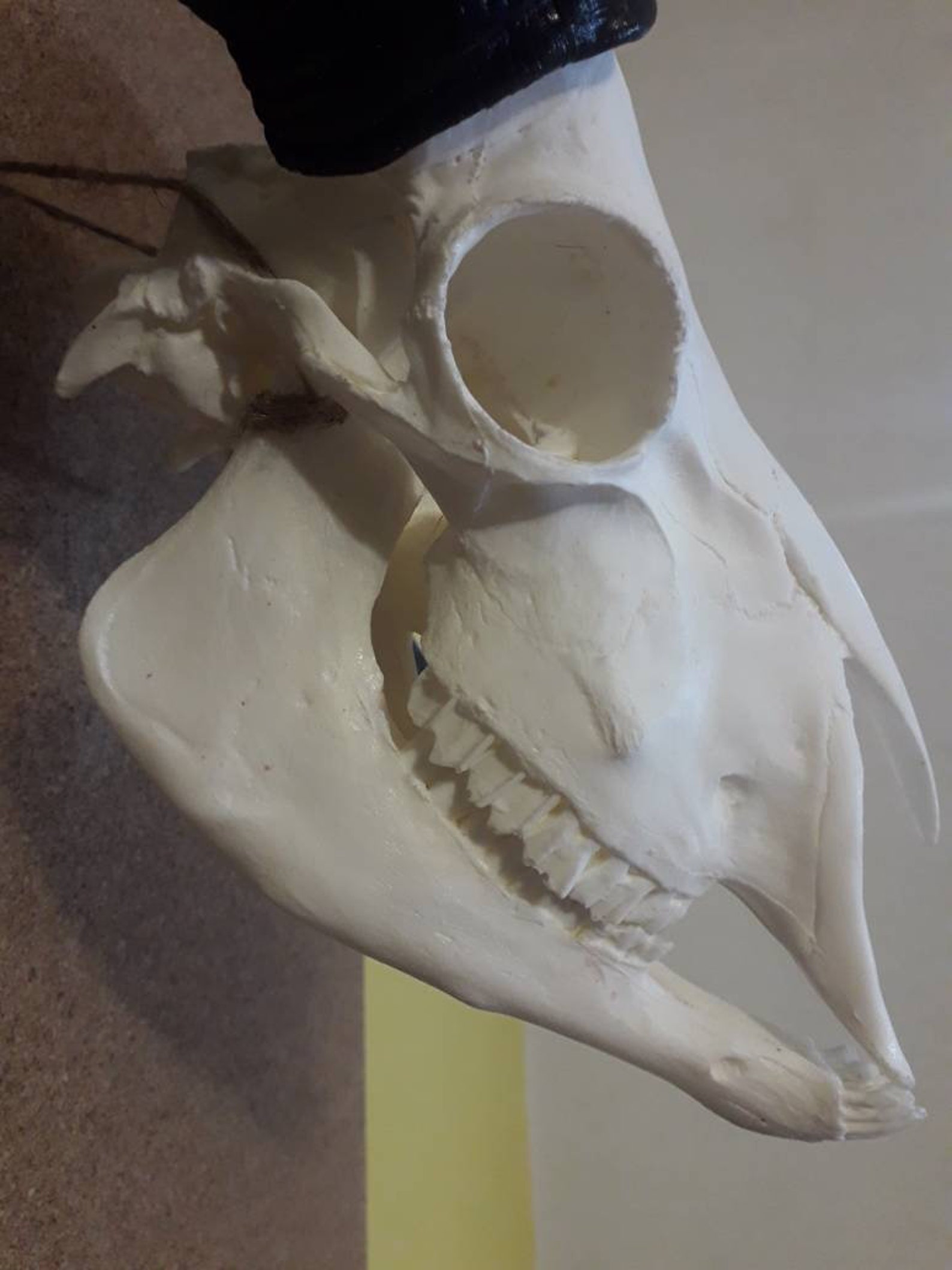 Ram Skull With Jaw. High Quality Replica Ram Skull With Long - Etsy UK